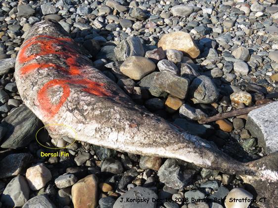 Who took the whale carcass from Stratford’s Russian Beach?