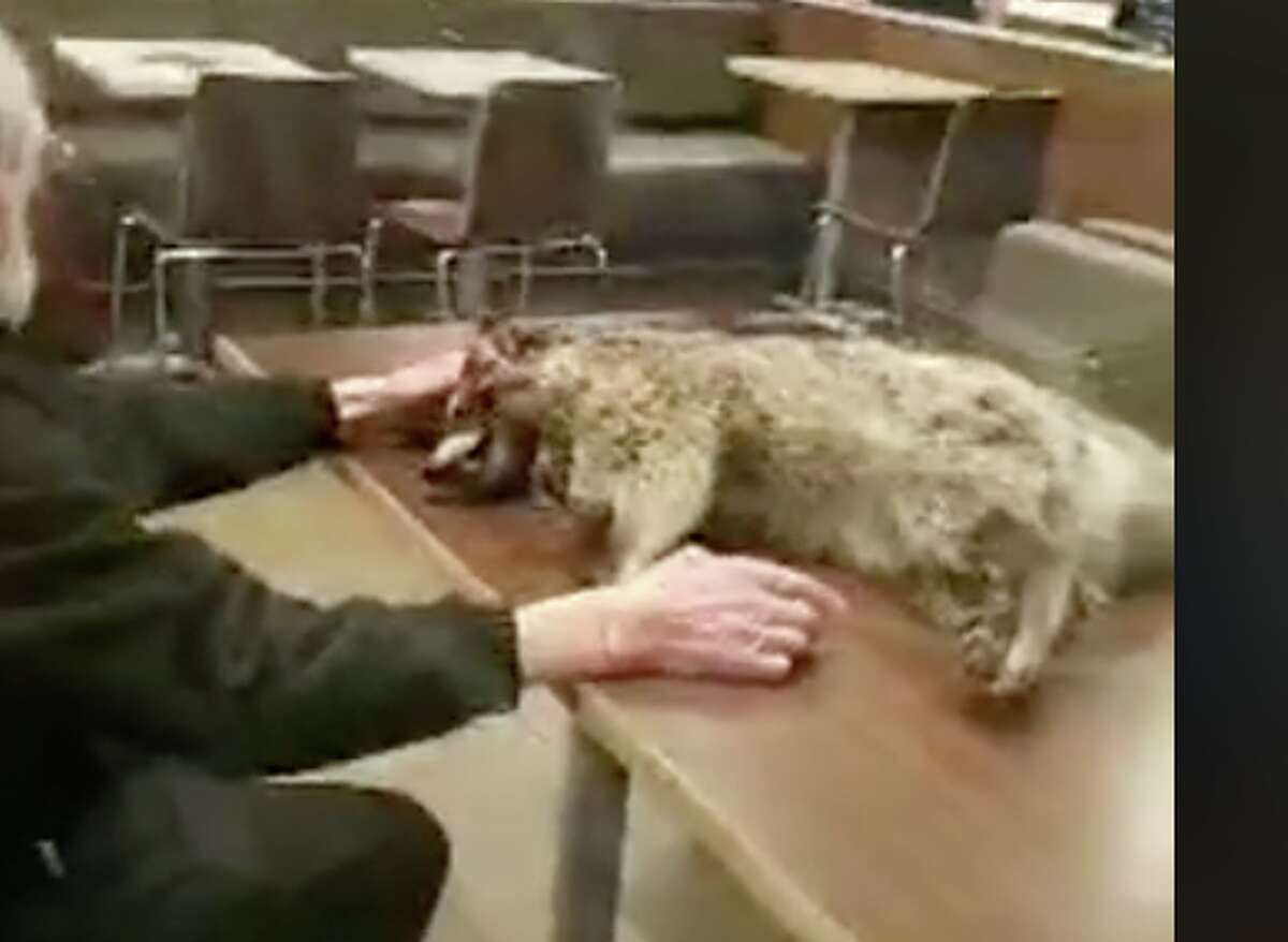 Man brings dead raccoon into a San Francisco McDonald's, forces ...