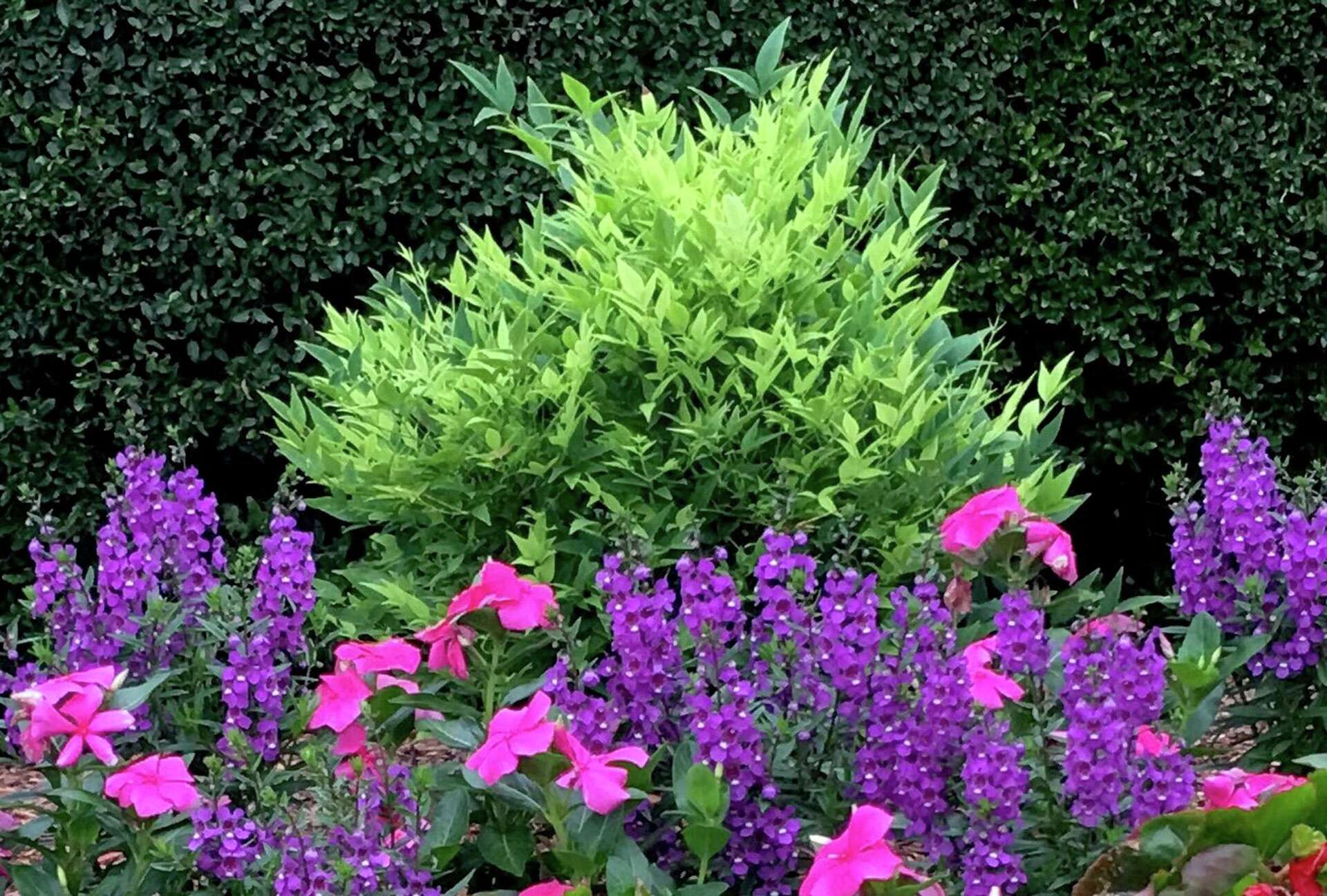 Try these 3 summer plants to add color to beds
