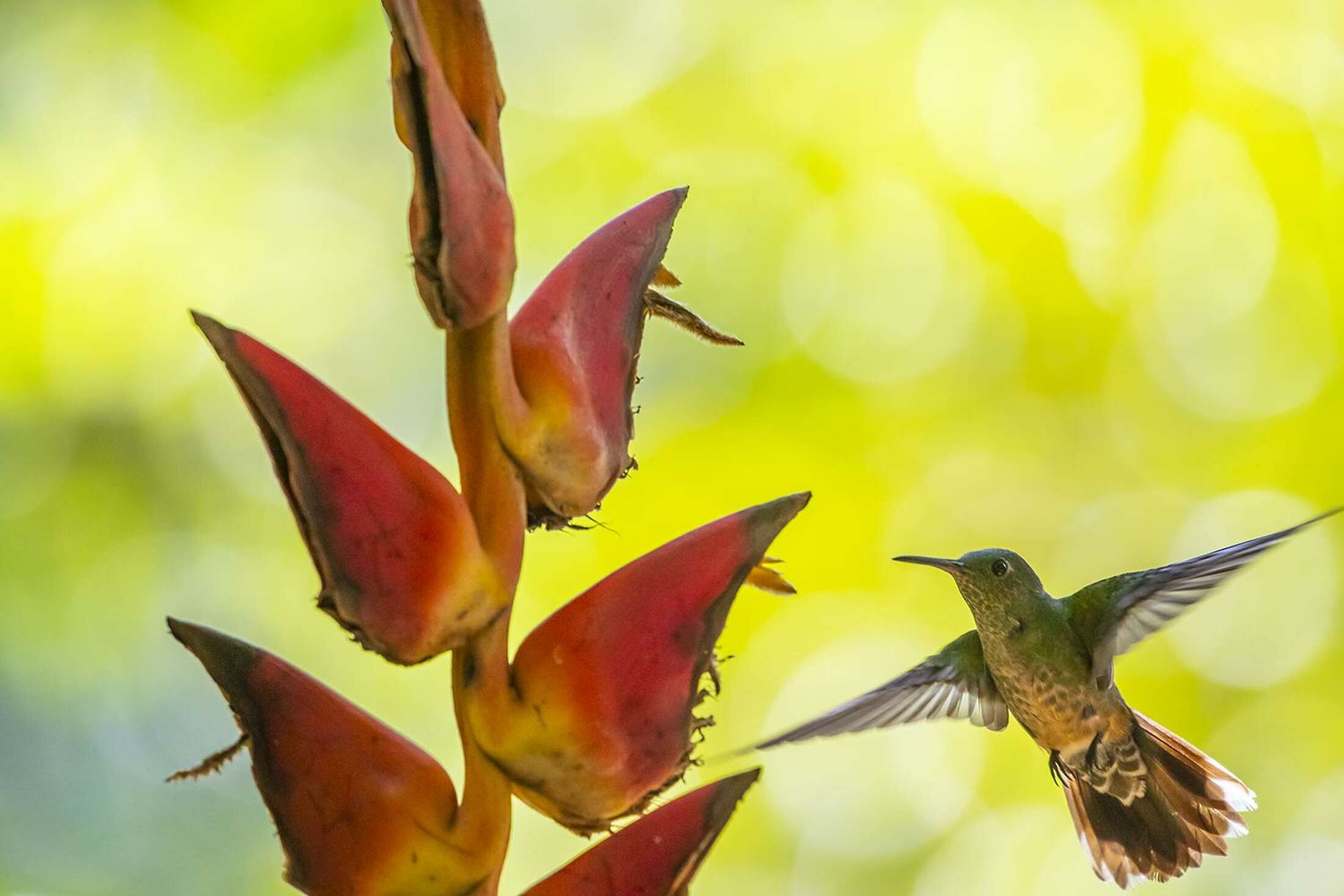 Costa Rica welcomes 50 species of hummingbirds