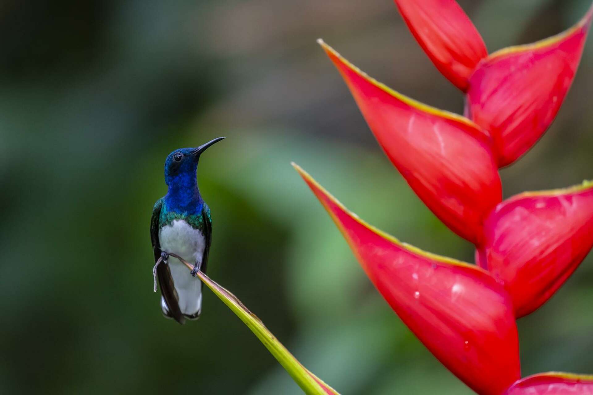 Costa Rica welcomes 50 species of hummingbirds