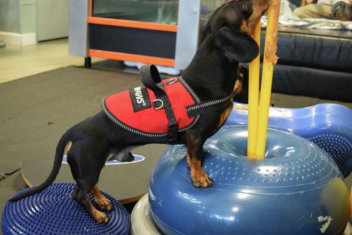 How a Houston area vet is helping paralyzed dogs across the country