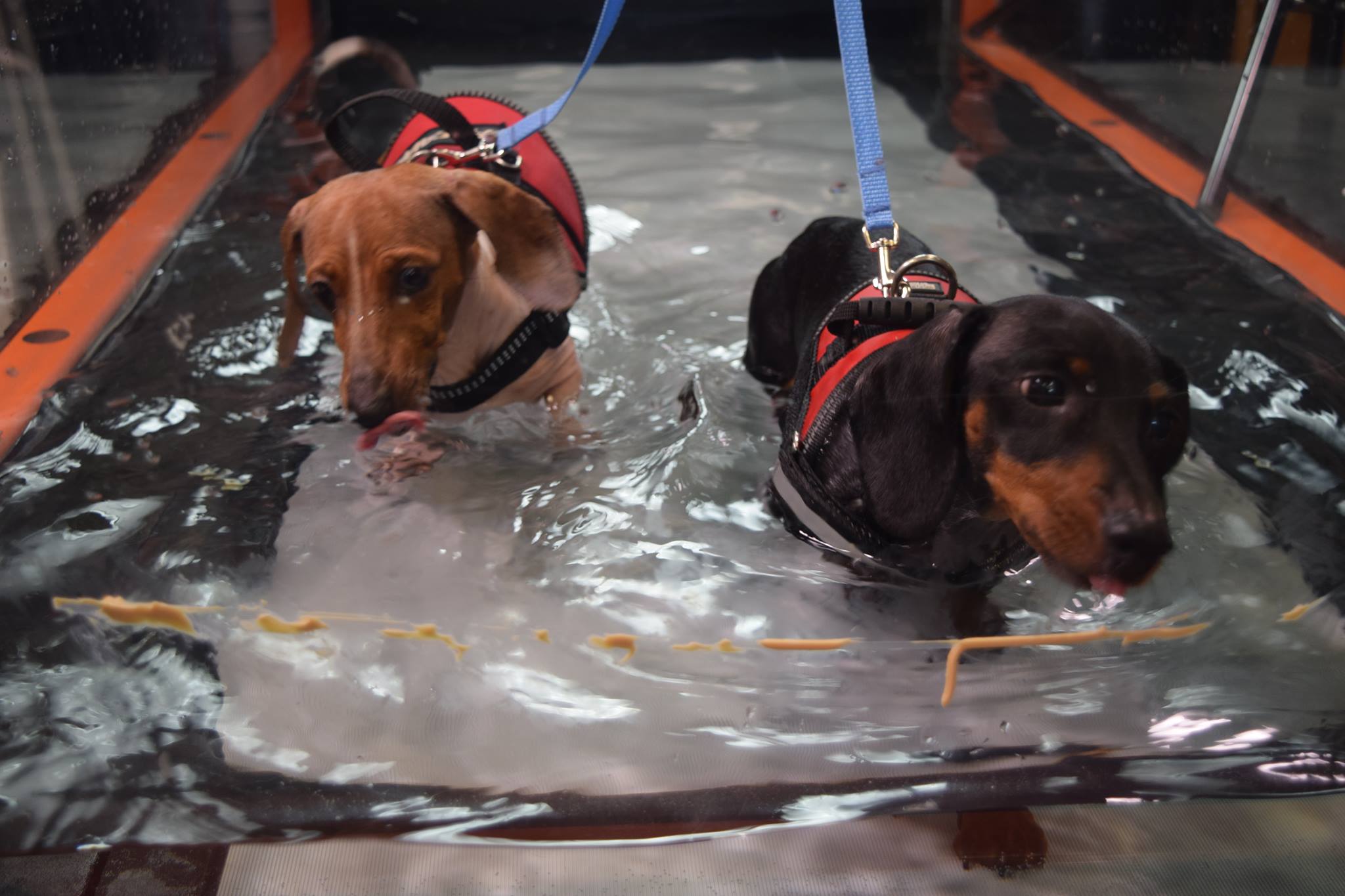 How a Houston area vet is helping paralyzed dogs across the country