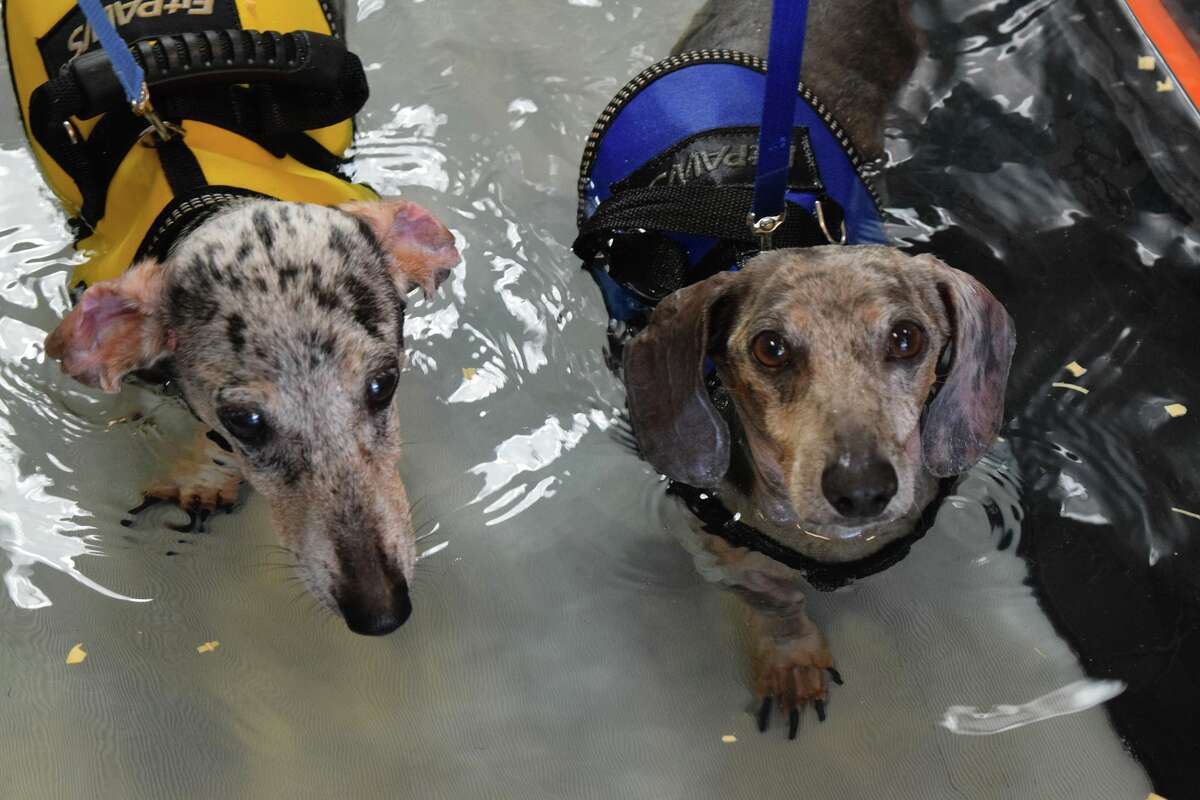 How a Houston area vet is helping paralyzed dogs across the country