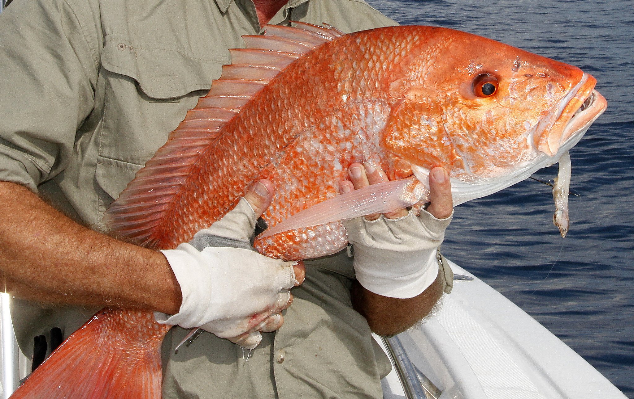 Texas anglers could reel in $250 by catching specially tagged Red Snapper