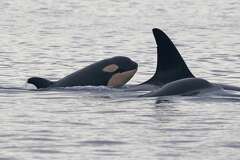 Orca protection must be part of Canadian pipeline -- energy board