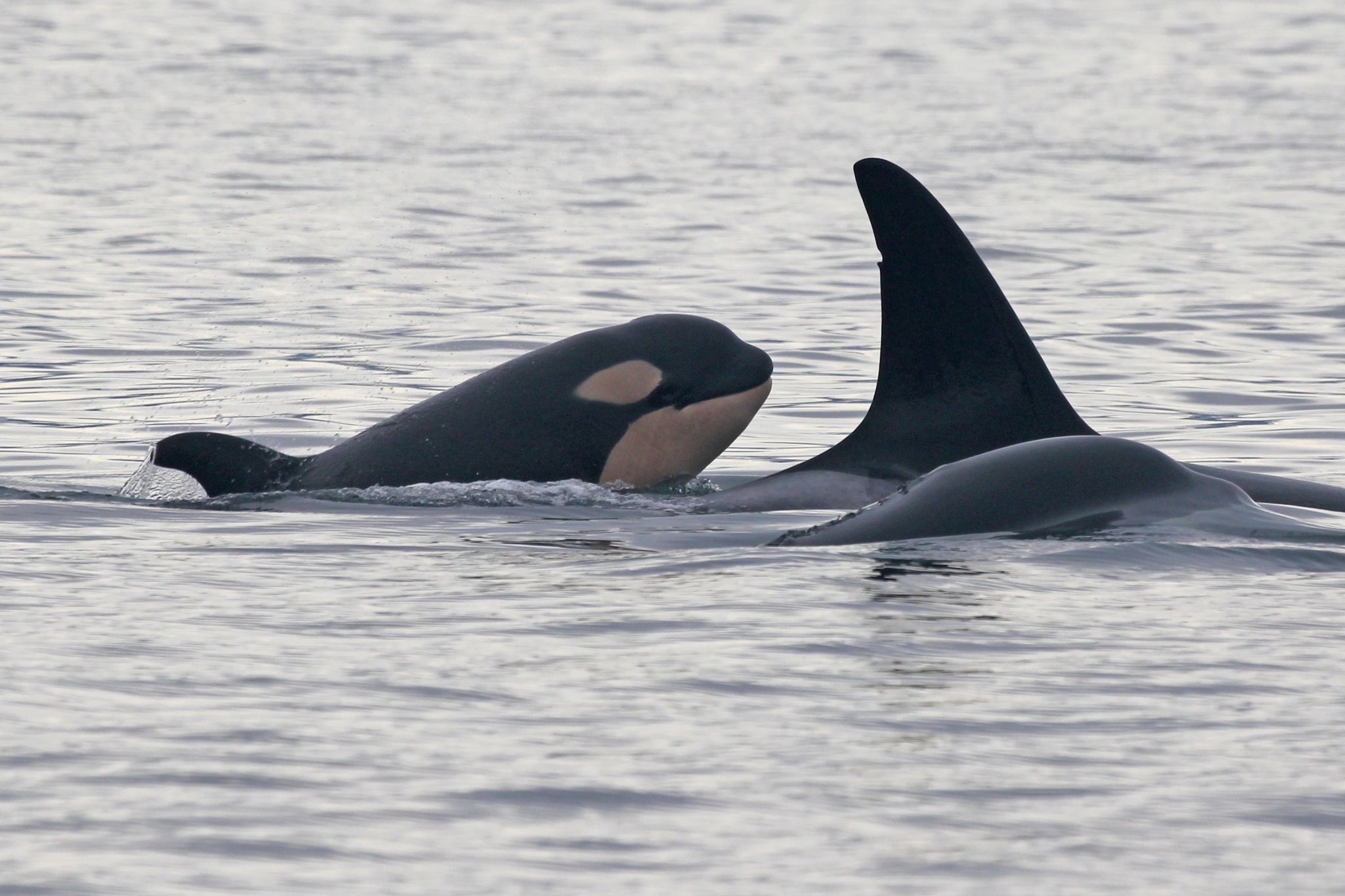 New images of the southern resident orca calf released