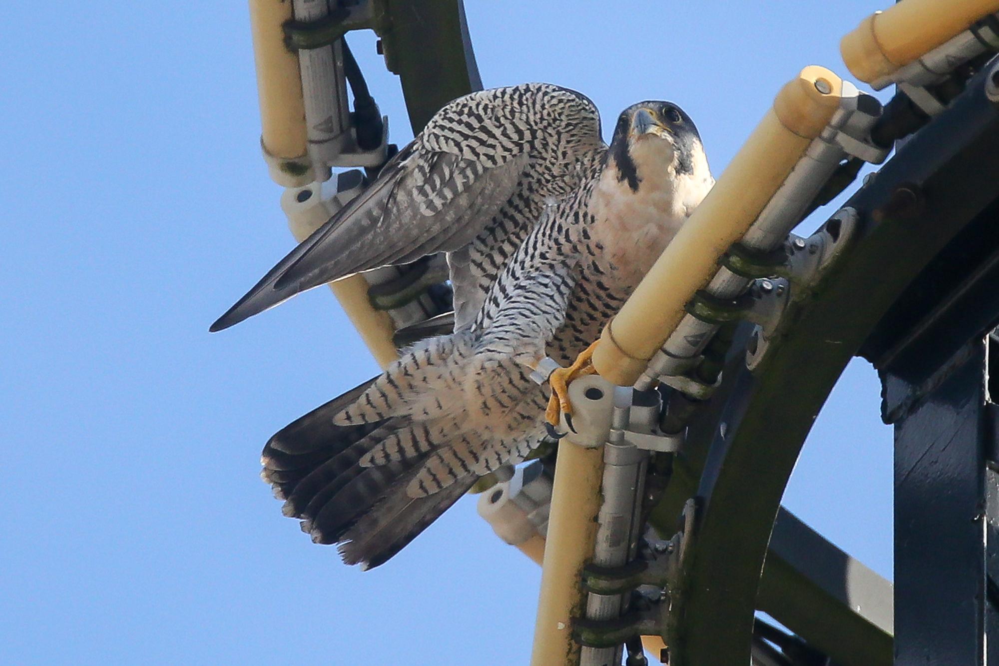 Jerry Walls: Migration of the peregrine falcon